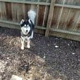 Dog Proofer No-Dig Dog Fence, Up to 50 Ft Length / 24" Height - Walmart.com