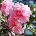 National Plant Network 1 gal. Camellia Sasanqua October Magic Pink ...