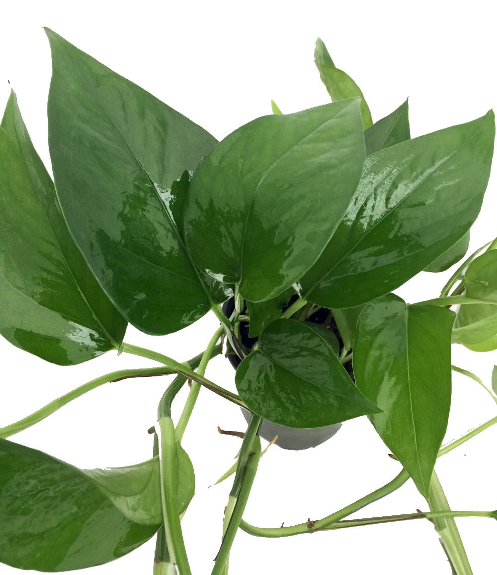 Jade Devil's Ivy - Pothos - Epipremnum - 6" Pot - Walmart.com