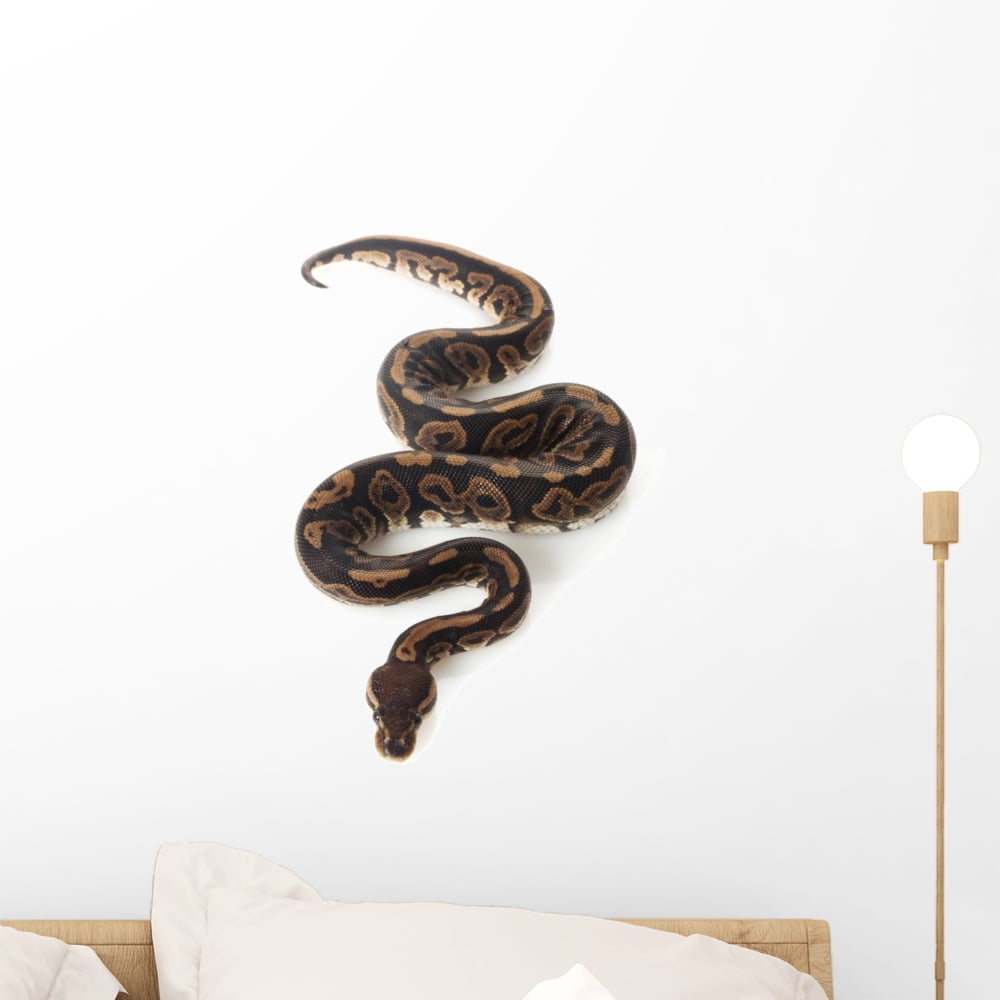 Black Pastel Ball Python Wall Decal by Wallmonkeys Peel and Stick ...