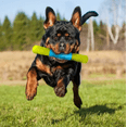 NERF 2" TPR EXO Squeak Dog Stick Toy - Walmart.com