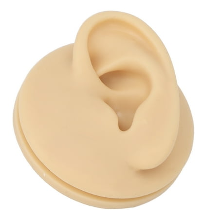 Fake Ear Model, Professional Human Ear Model For Teaching Demonstration ...