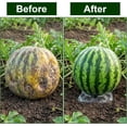 100 Pack Plastic Melon Cradles, Clear Watermelon Support Stand Hold up ...