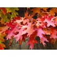 Pin Oak Tree Seeds for Planting | 5 Big Healthy Seeds | Stunning Red ...