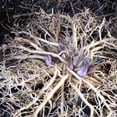 Midnight Blue Hosta bulbs- -Variegated Hosta Bulbs for Planting - Ready ...