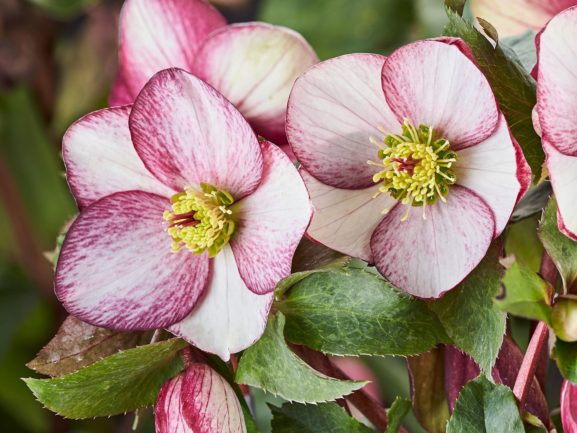 GC® Ice N' Roses® Rosado - Christmas/Lenten Rose- Helleborus- Gallon ...