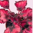 BubbleBlooms Harmony's Red Robin Begonia Rex, Painted-Leaf Unique ...