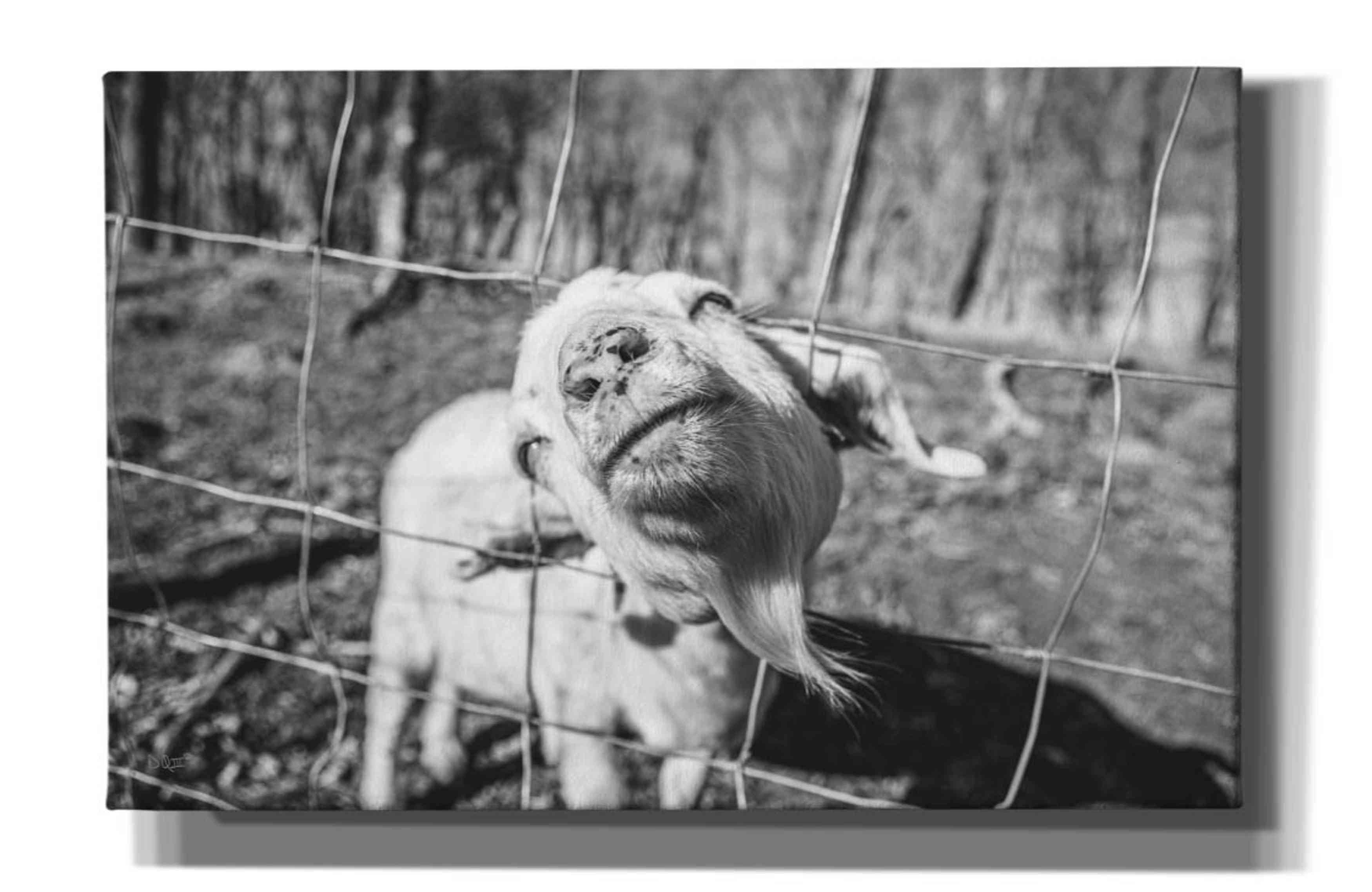 Epic Graffiti 'Hey Goat' by Donnie Quillen Canvas Wall Art, 40"x26 ...