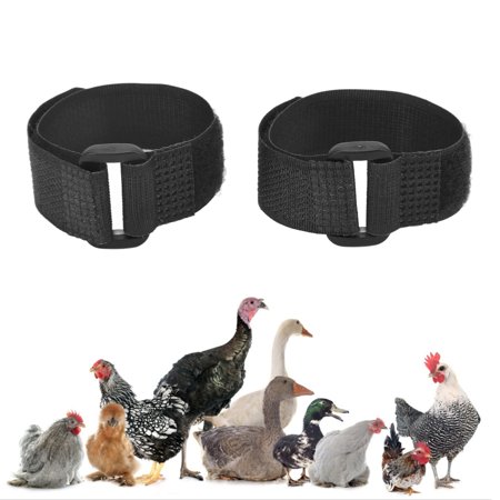 Chicken Collar, Durable Noise Free Nylon Chicken Neck Belt Safe Not ...