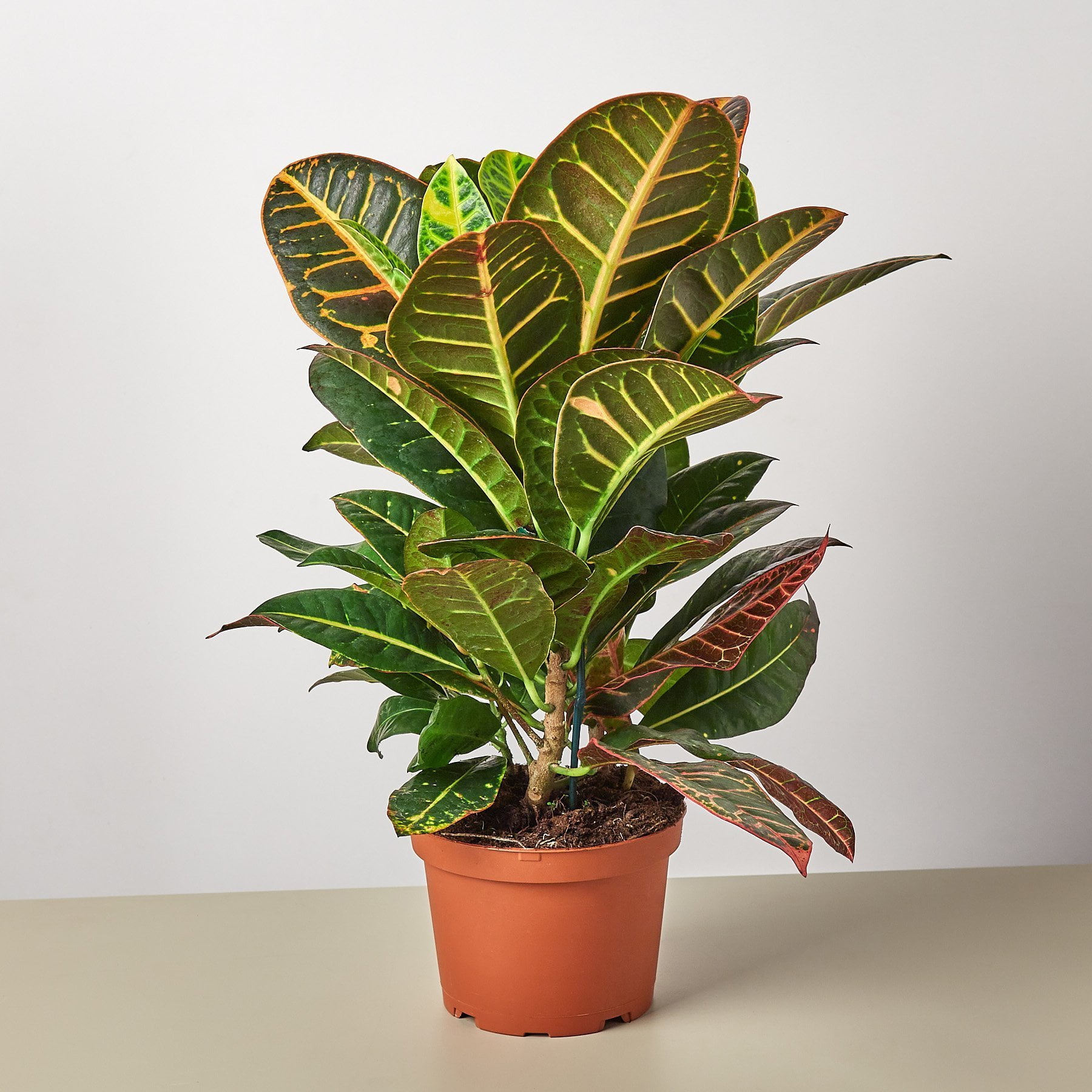 Croton Petra 'Joseph's Coat' - 6 Croton Petra 'Joseph's Coat' - 6