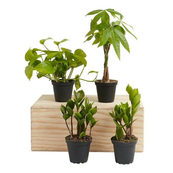 Indoor Money Tree