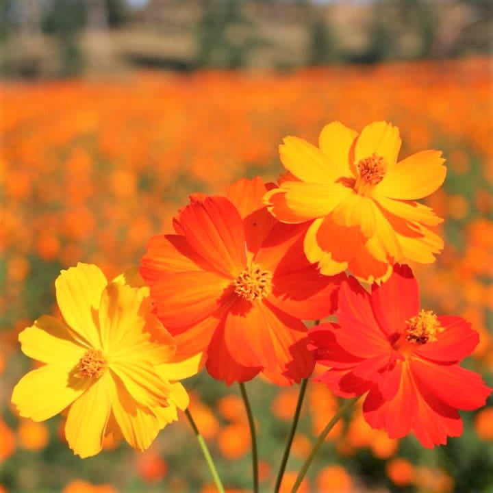 Orange Cosmos Flowers