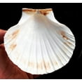 Set of 6 X-Large Real Baking Scallop Shells (4 1/2" - 5") for Cooking ...