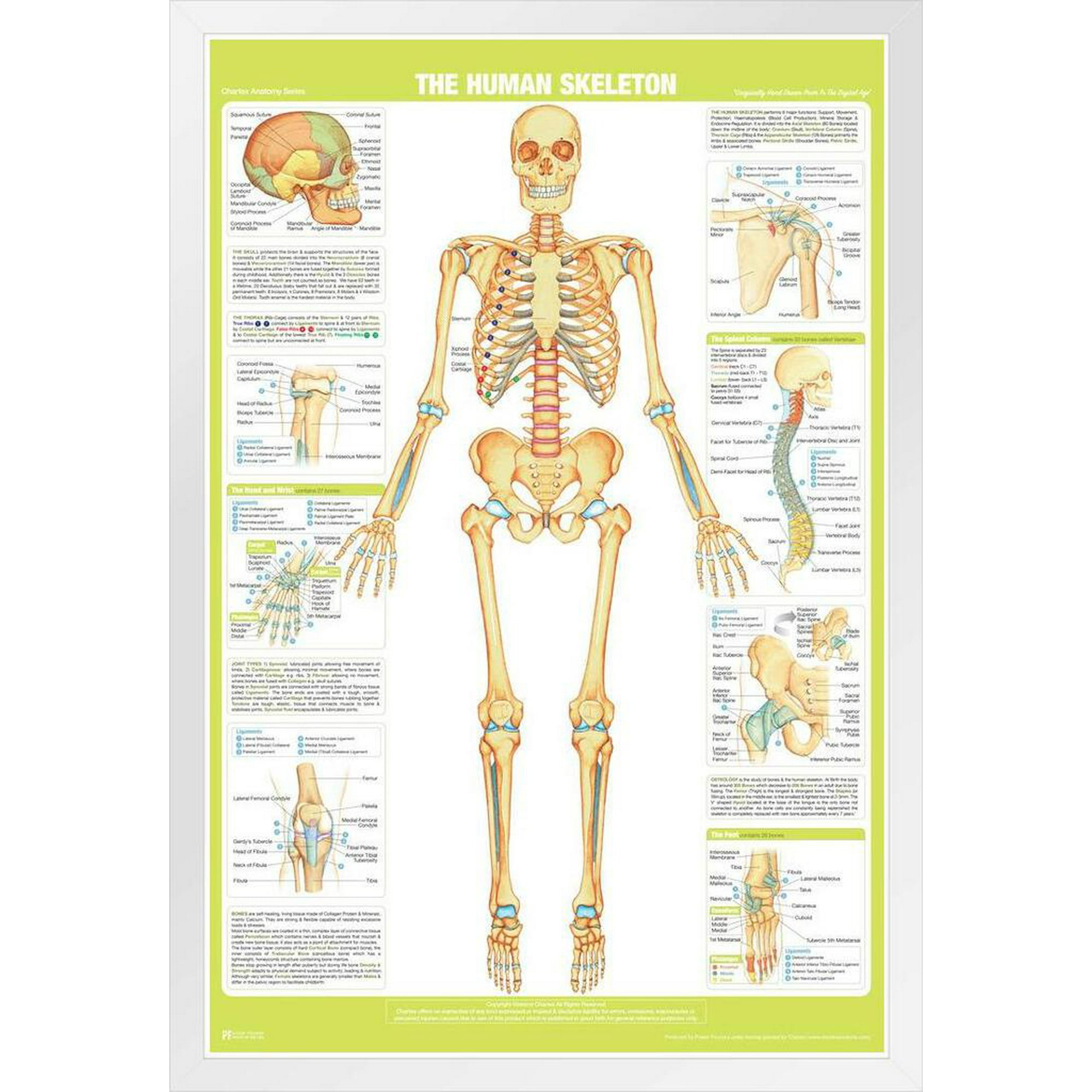 Science Biology Human Body