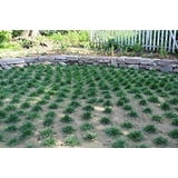 St. Augustine 'Seville' Sod - 9 Live Plugs - Florida Winter Lawn Grass ...
