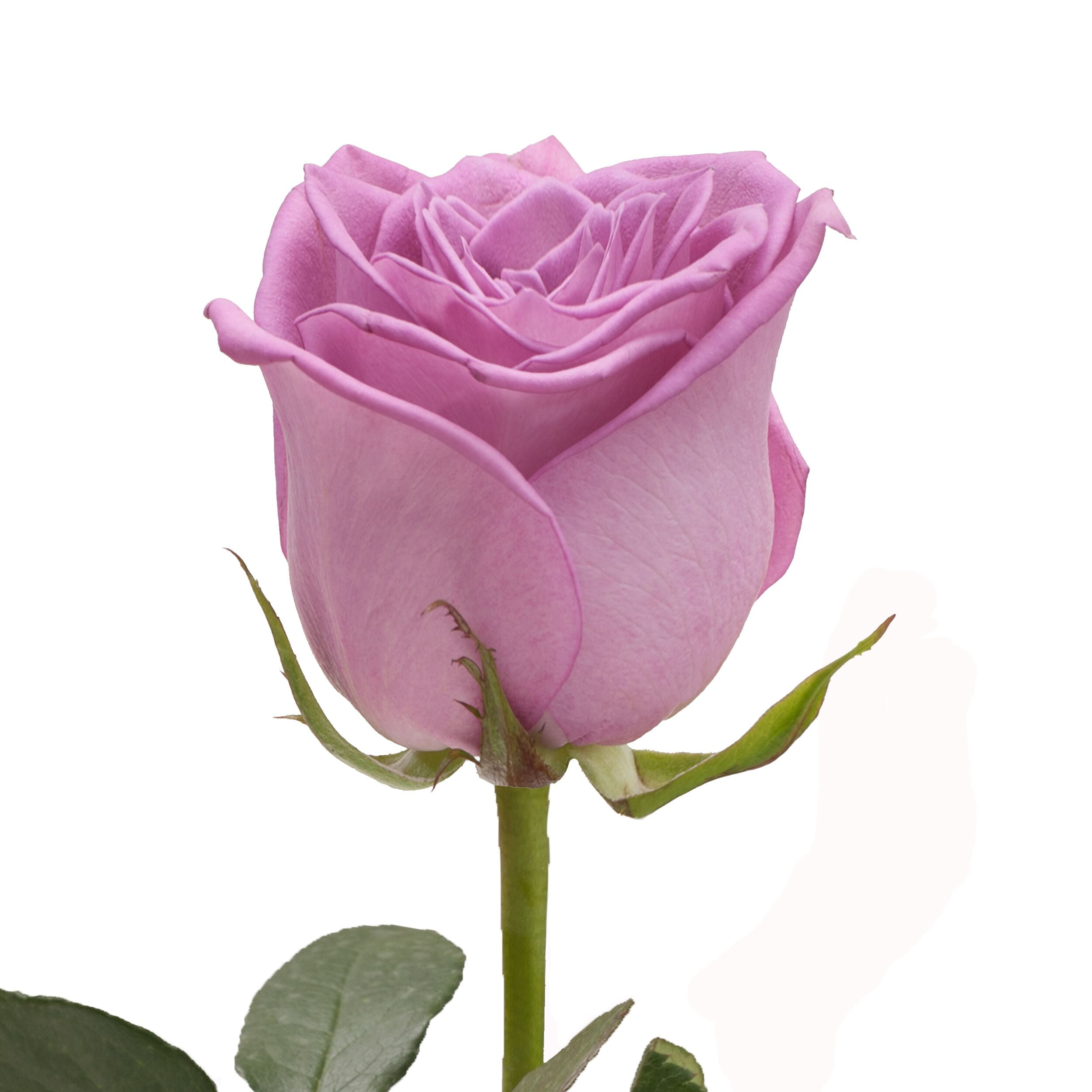 Natural Fresh Flowers - Lavender Roses, 20", 125 Stems - Walmart.com ...