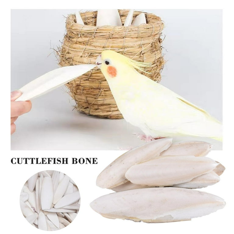 Cuttlefish Bone Cuttlebone For Canary Small To Medium Birds Natural