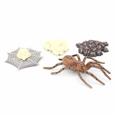 Life Cycle Model Set,Animals Growth Cycle Life Life Cycle Model ...