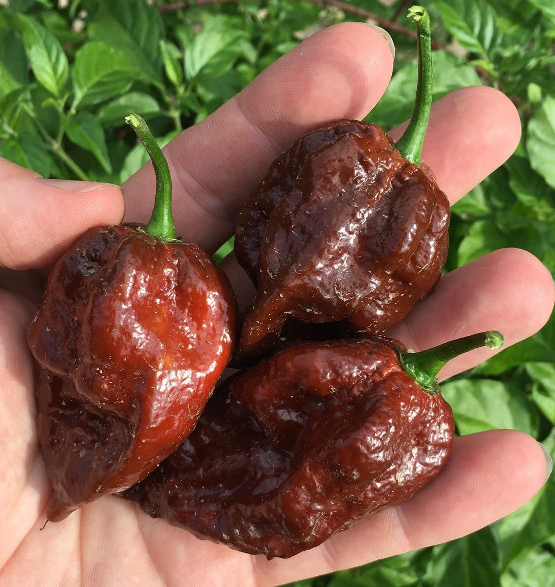 Kraken Scorpion Pepper Premium Seeds Packet - Walmart.com