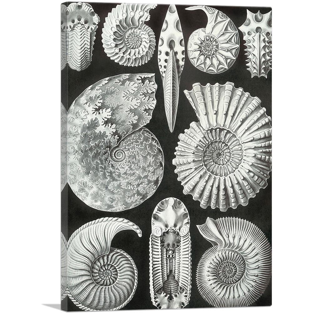 ARTCANVAS Ammonites Sea Shells Canvas Art Print by Ernst Haeckel - Size ...