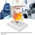 Human Eye Anatomy Model - Shows Optic Details, Eyeball Anatomical ...