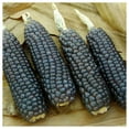 Everwilde Farms - 1 oz Hopi Blue Improved Ornamental Corn Seeds - Gold ...