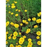 250 GOLDEN MARGUERITE DAISY Dyer's Yellow Chamomile Anthemis Tinctoria ...