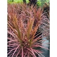 Colorama Dragon Tree–Dracaena marginata–Air Purifying Plant 10" Pot ...