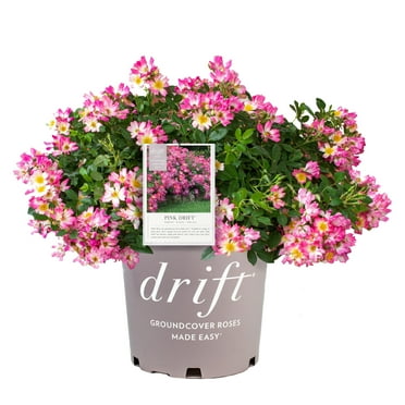 Fragrant Live Rose Plant - Fresh Heirloom Roses Portlandia‚Ñ ...
