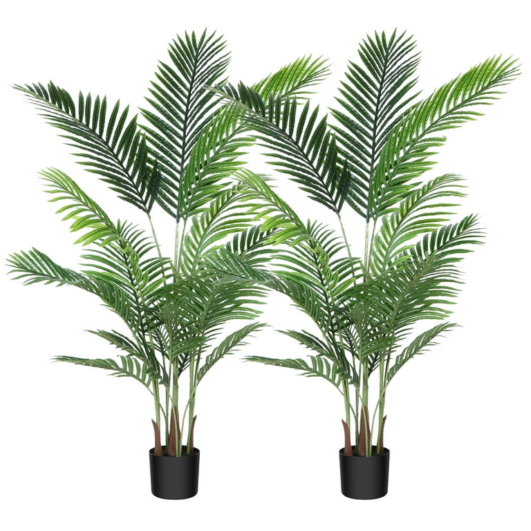 Modern Indoor Tree Png
