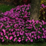 Outsidepride Impatiens Violet GL - 200 Seeds - Walmart.com