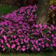 Outsidepride Impatiens Violet GL - 200 Seeds - Walmart.com