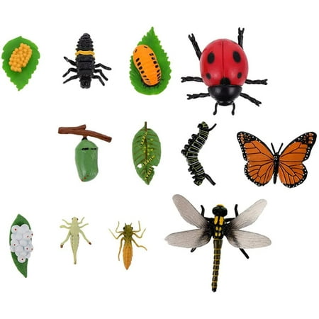 hautoyo3 Set Insect Life Cycle Figures Butterflies Ladybug Dragonfly ...
