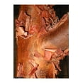 Paperbark Maple Tree Seeds for Planting - Stunning Peeling Cinnamon ...