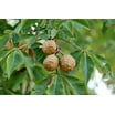 5 Butternut Tree Seeds for Planting - Amazing and Exotic Fruit Tree ...