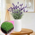 1 Live Hidcote Blue Lavender Plant for Outside Planting, Perennial ...