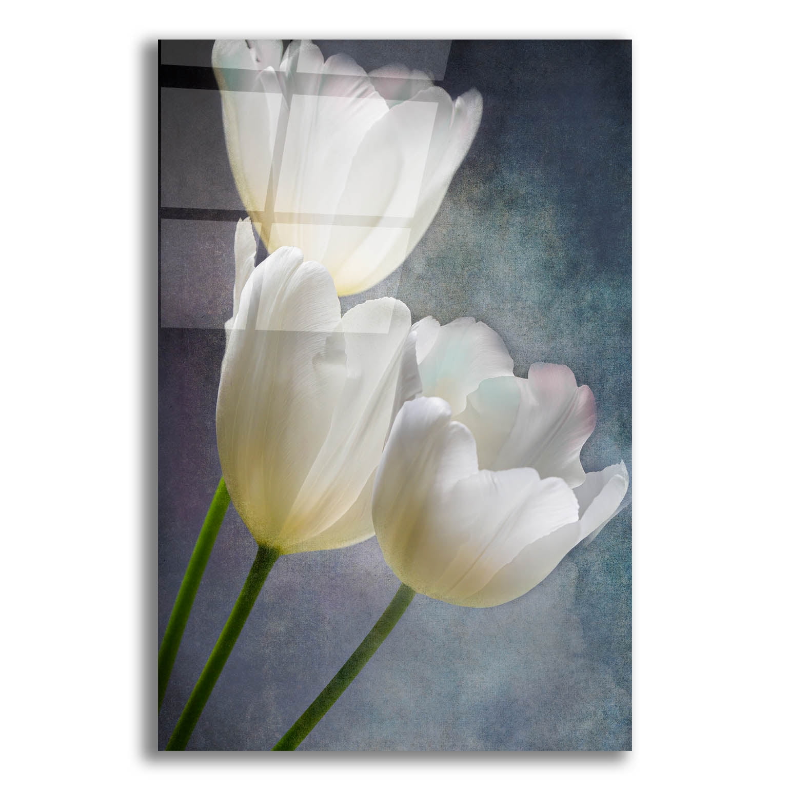 Epic Art 'Three Times A Lady' by Pamela Plummer, Acrylic Glass Wall Art ...