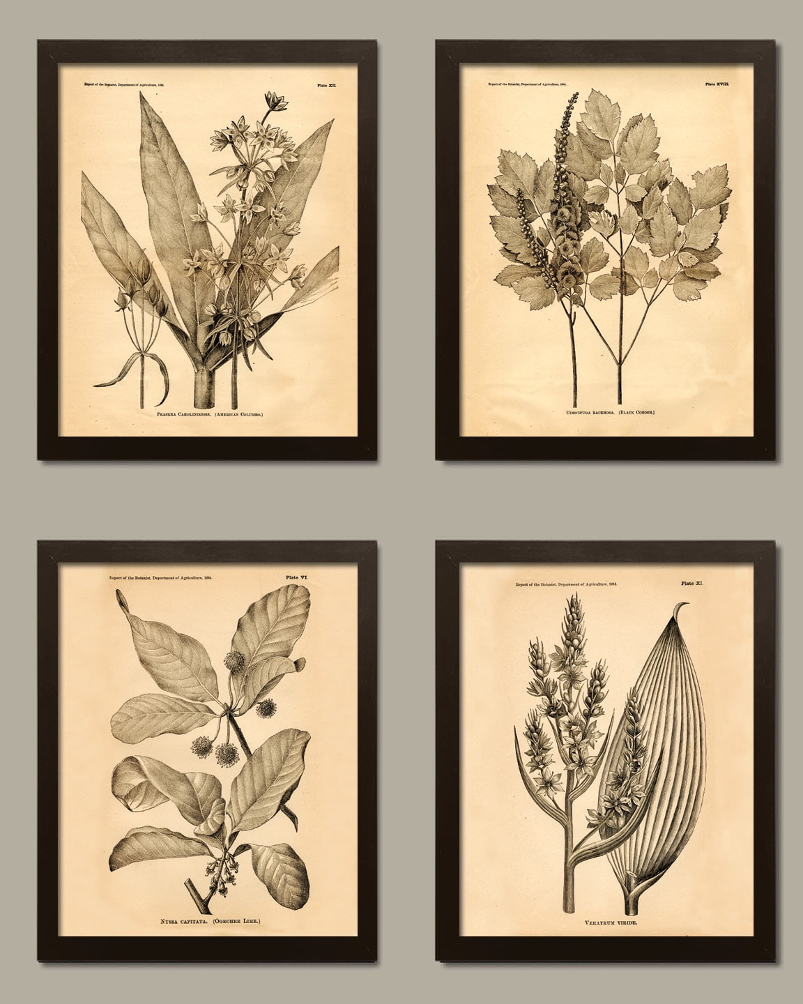 Popular Old-Fashioned Plant Botanical Prints; Four Brown 8x10-Inch ...