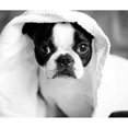 CafePress - Boston Terrier Throw Blanket - Soft Fleece Throw Blanket, 50"x60" for All Ages ...