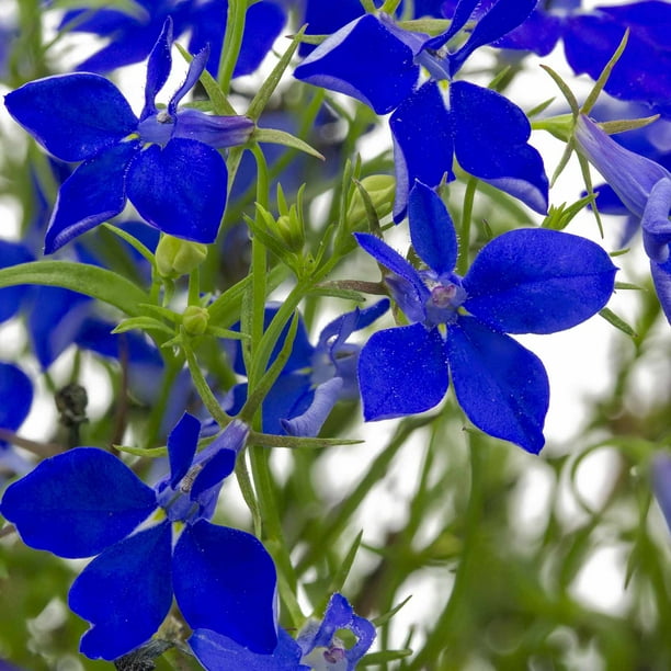 Lobelia Flower Garden Seeds - Regatta Series, Midnight Blue - 1000 ...