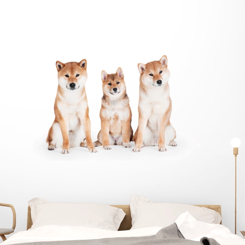 Two Shiba Inu Dogs Wall Mural Decal by Wallmonkeys Vinyl Peel and Stick ...