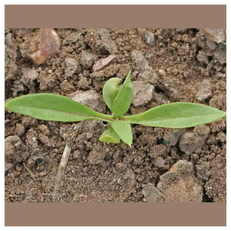 Wildflower Seed Identification