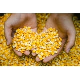 Manna Pro Deer Corn - Deer and Turkey Feed 50lb - Walmart Business Supplies