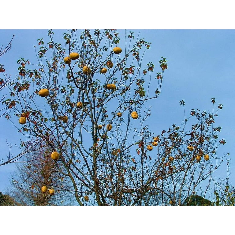Quince Flower Fruit