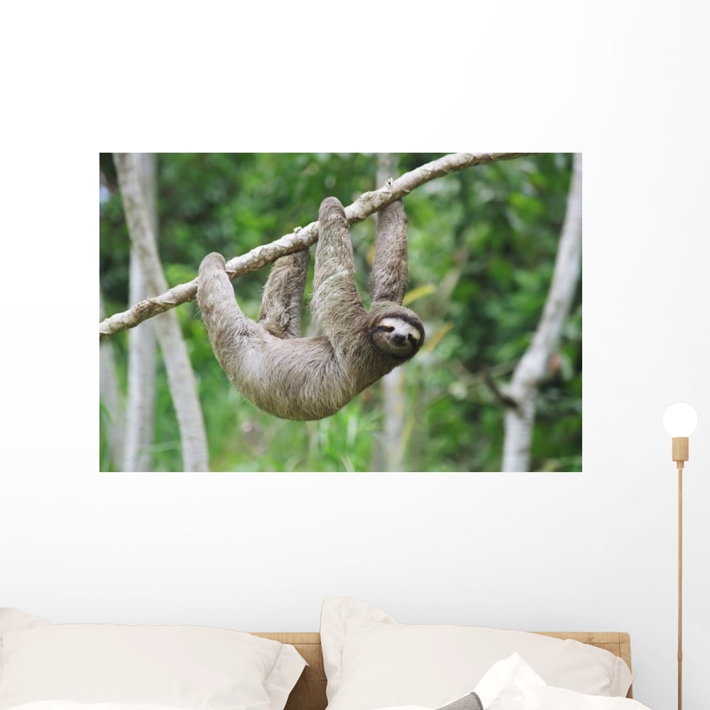 Sloth Panama Wall Mural by Wallmonkeys Peel and Stick Graphic (36 in W ...
