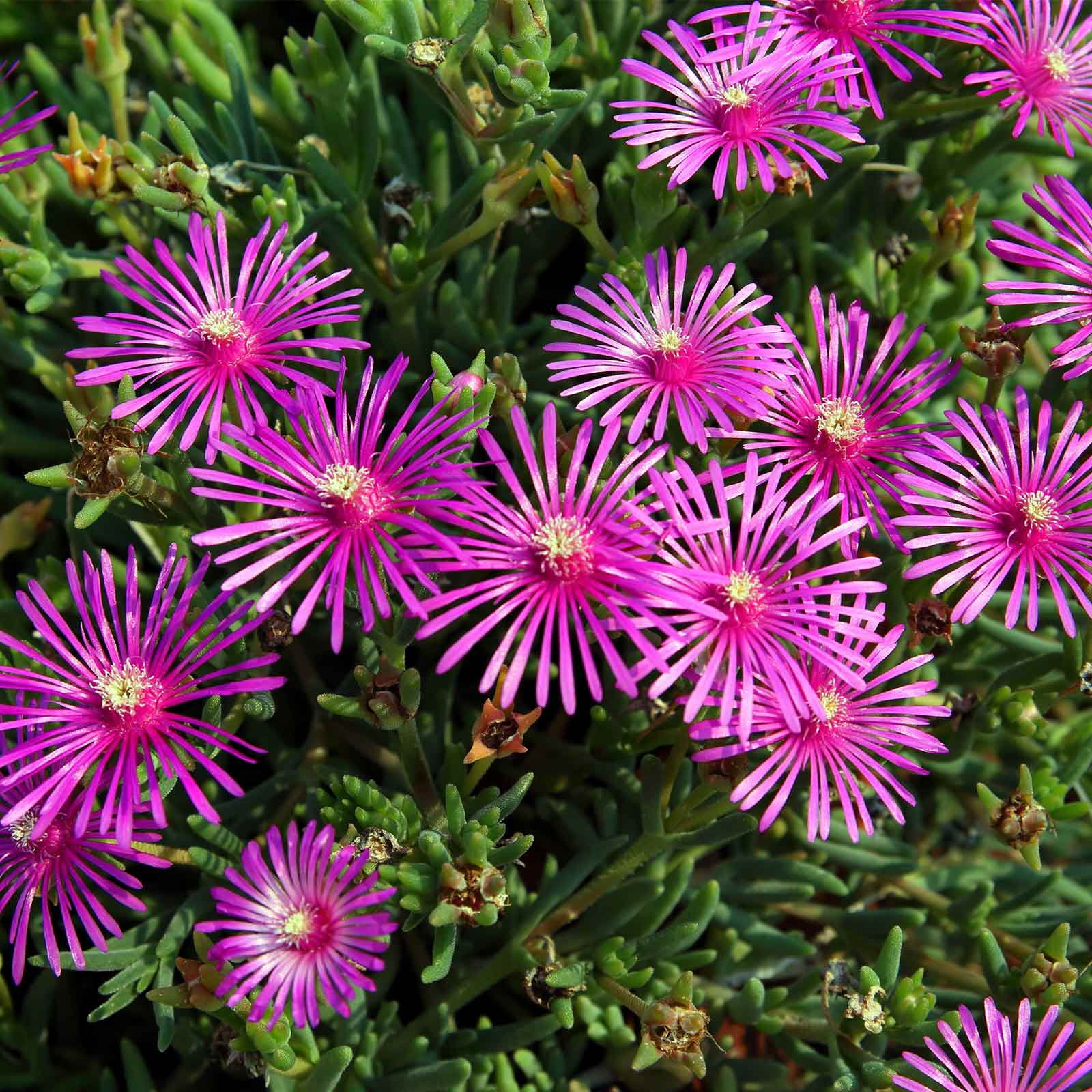 Delosperma Ice Plant Flower Seeds - 1000 Seeds - Perennial Flower ...