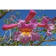 Purple Tabebuia Trumpet Tree - Live Plant in a 4 Inch Pot - Tabebuia ...