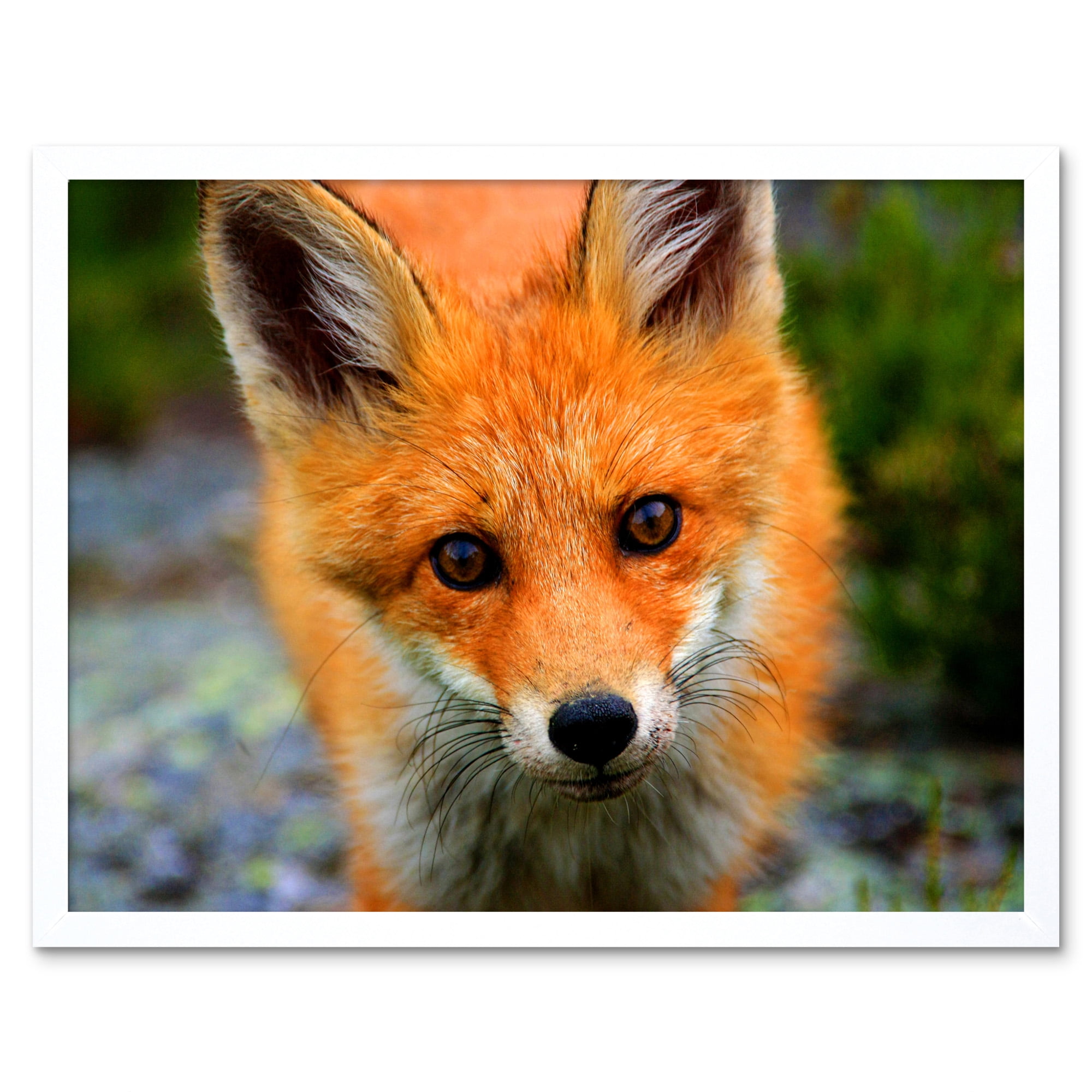 Baby Fox Portrait Cute Woodland Animal Wildlife Nature Photograph Art ...