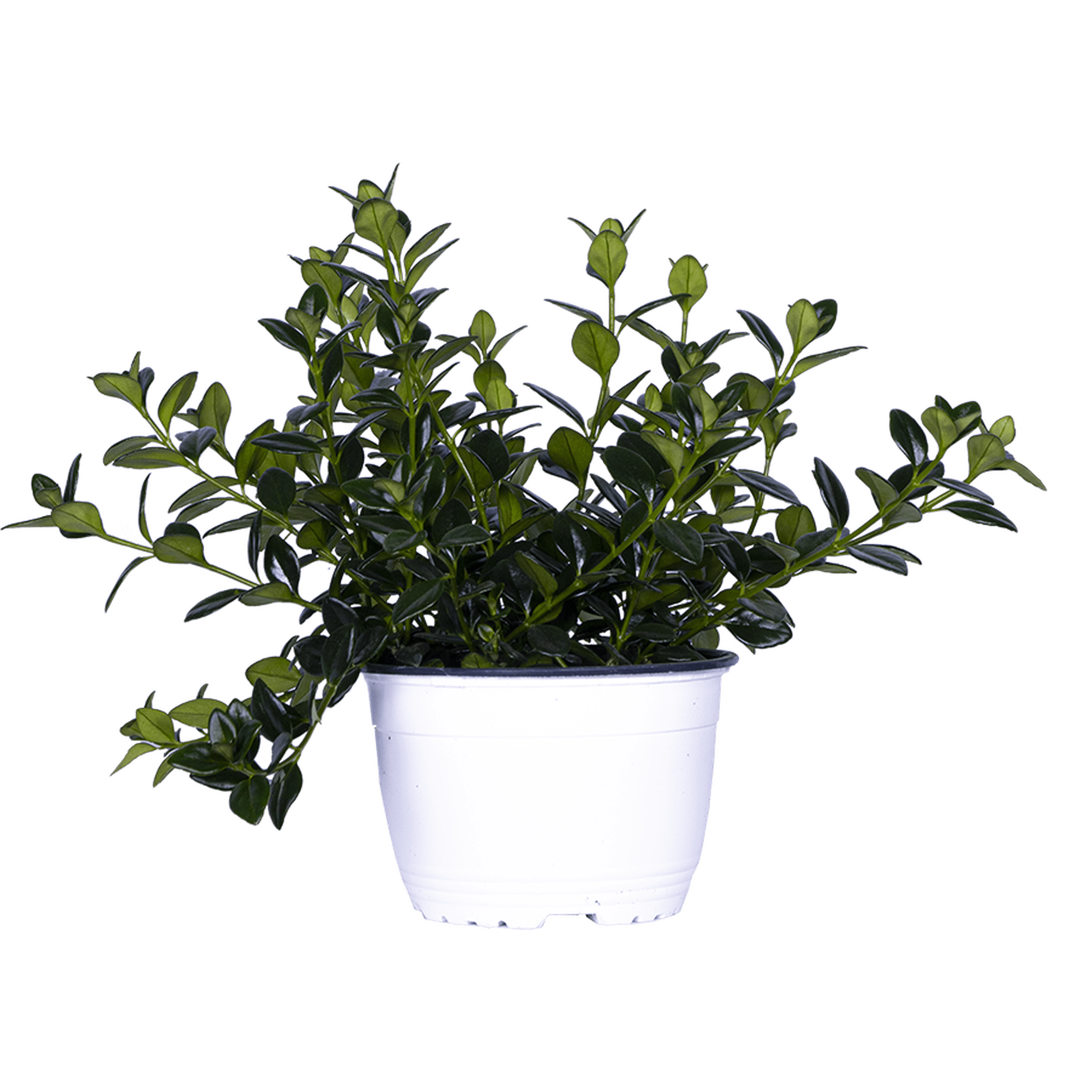 Click here for Plantsome Nemanthus Hypocyrta Goldfish Plant (M) L... prices