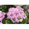 100 PINK FAIRY PRIMROSE Primula Malacoides Baby Primrose Shade ...